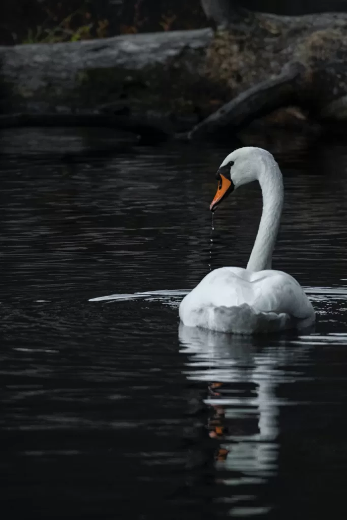 Missie en visie - De Witte & De Zwarte Zwaan
